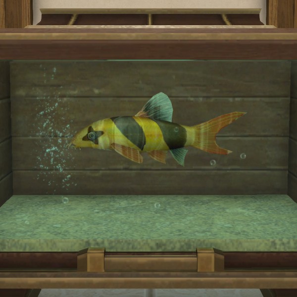 Clown Loach FFXIV Housing Aquarium